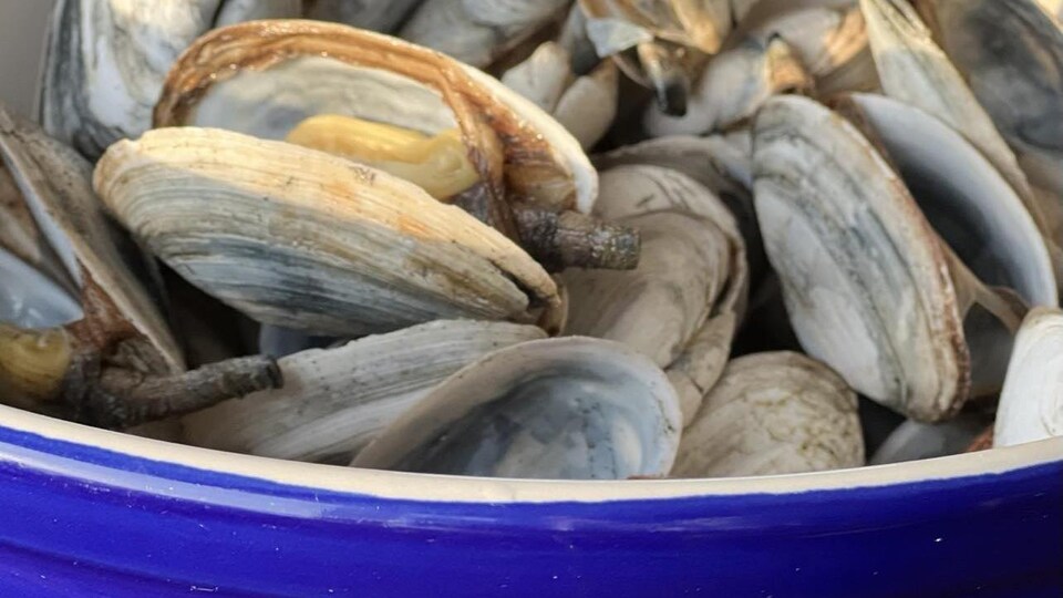 La pêche aux coques, une tradition à perpétuer