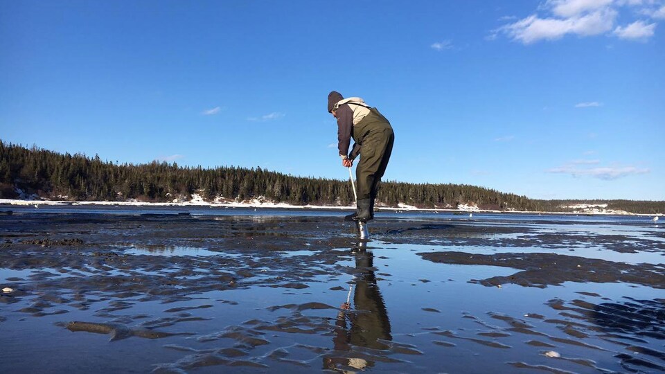 La cueillette de la mye commune, avec Billy St-Gelais