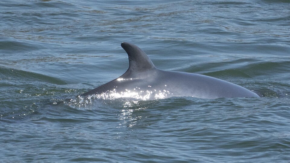 Deuxième rorqual à Montréal : « Il faut les laisser tranquilles », dit ...