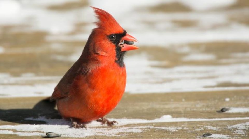 Passion ornithologie : le cardinal et le dindon