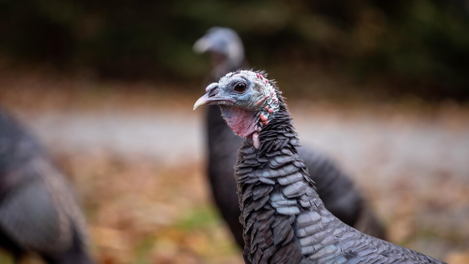 Des dindons sauvages élisent domicile dans la cour d’un CPE