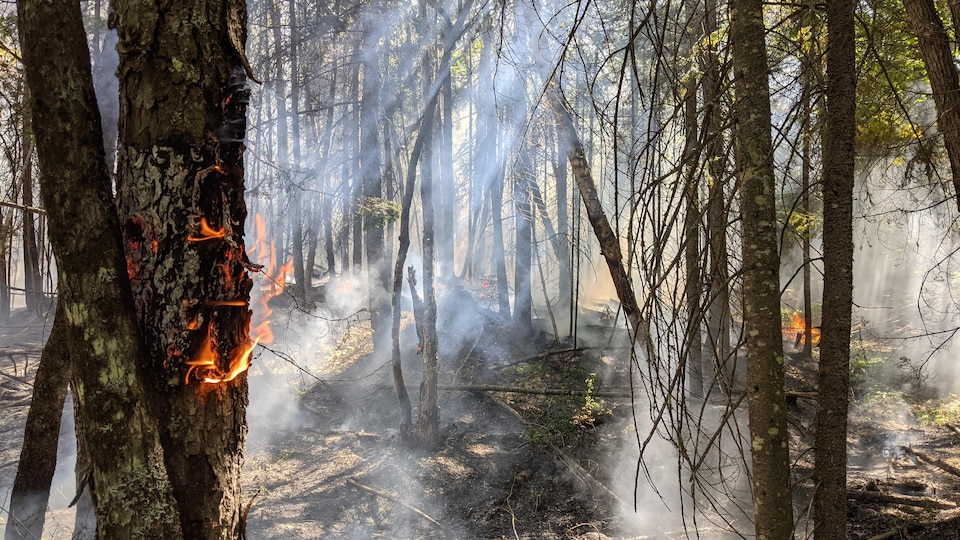Le risque de feux de forêt au printemps