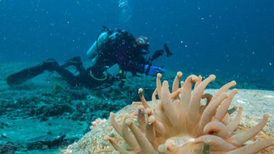 Les aires protégées en milieu marin