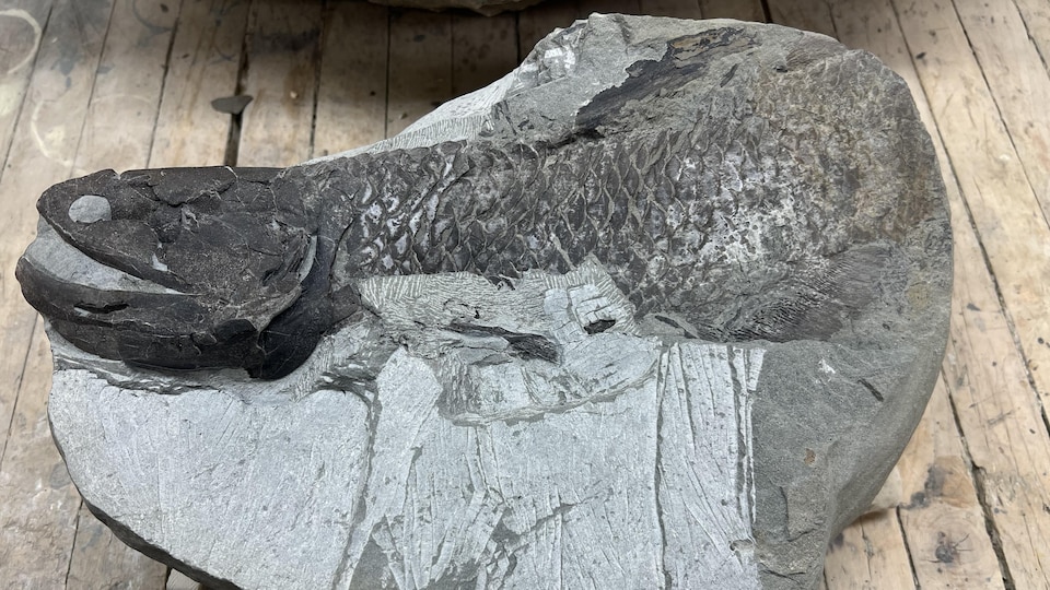 La préparation des trouvailles de l'été au Parc national de Miguasha