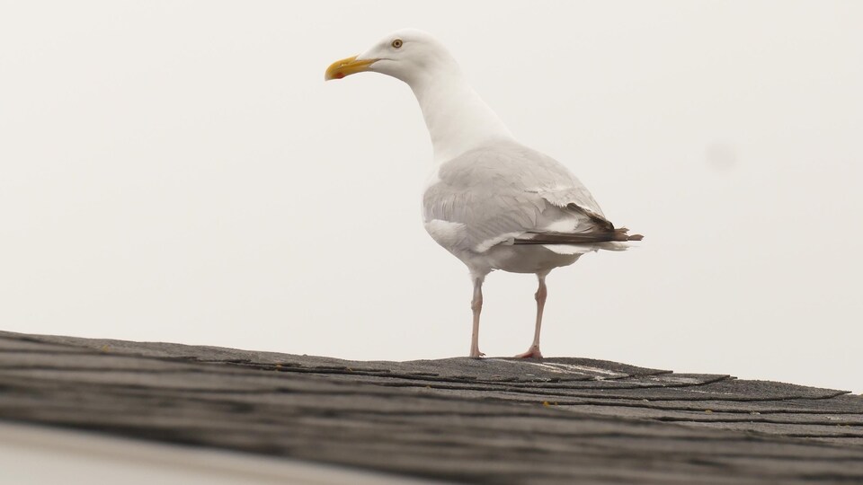 Chronique ornithologie : mouettes ou goélands, faites-vous la différence?