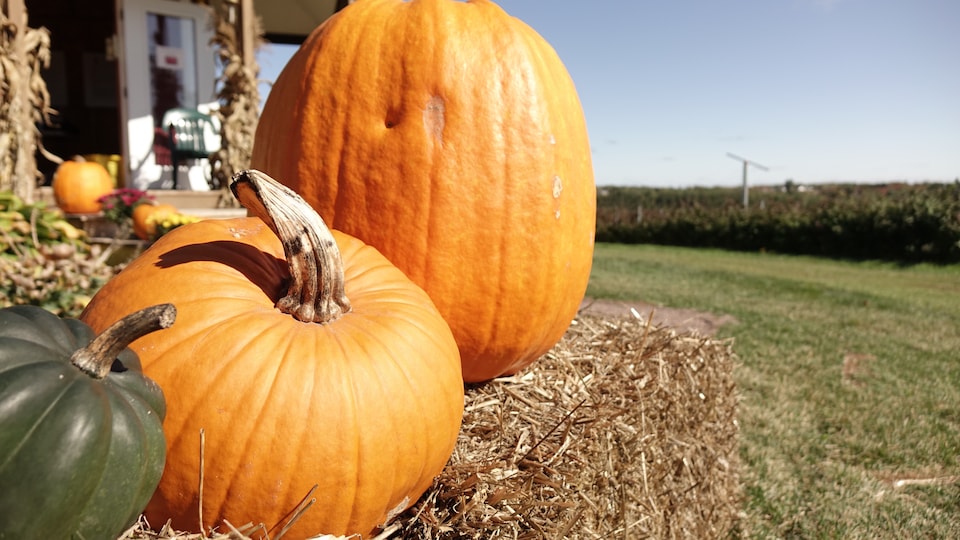 L'automne: on célèbre la citrouille et ses cousins, les courges