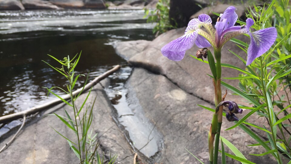 À la découverte de l'iris versicolore