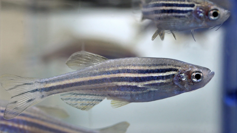 Le poisson-zèbre au service de la science