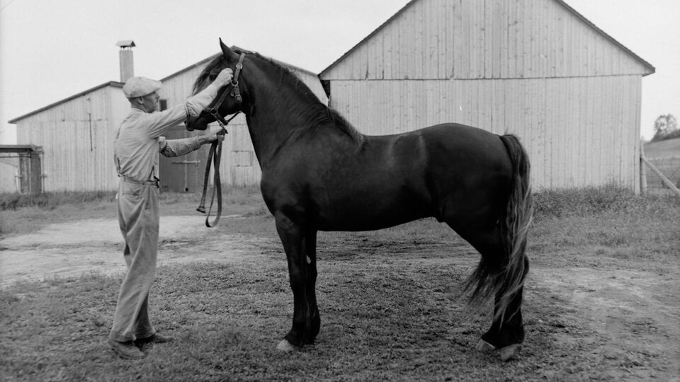 Vache, poule, cheval : le patrimoine animalier du Québec
