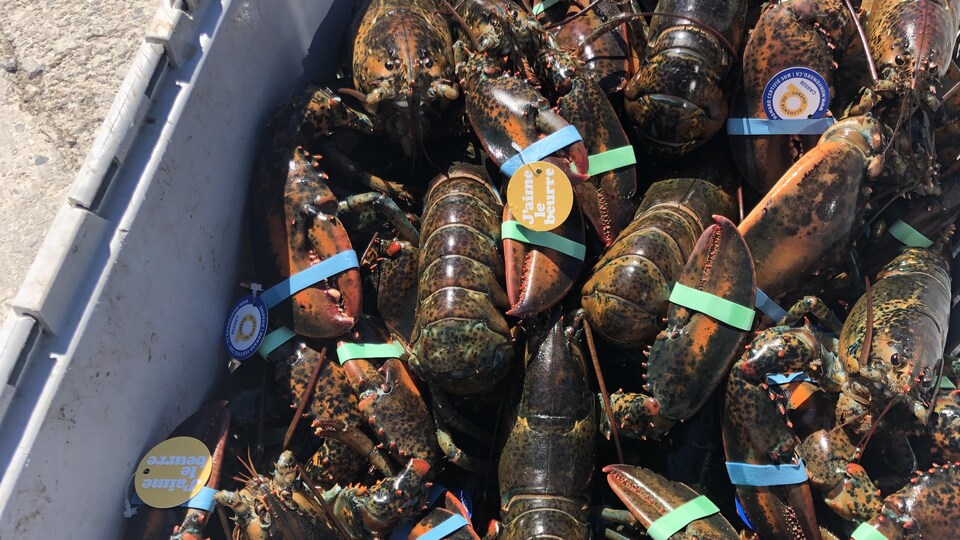 De plus en plus de homards, mais aussi de plus en plus chers? | Radio ...