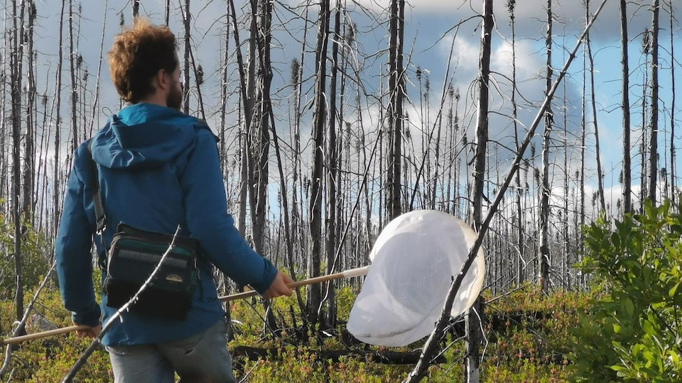 Les découvertes de l’entomologiste Jean-Benoit Duval sur la Côte-Nord