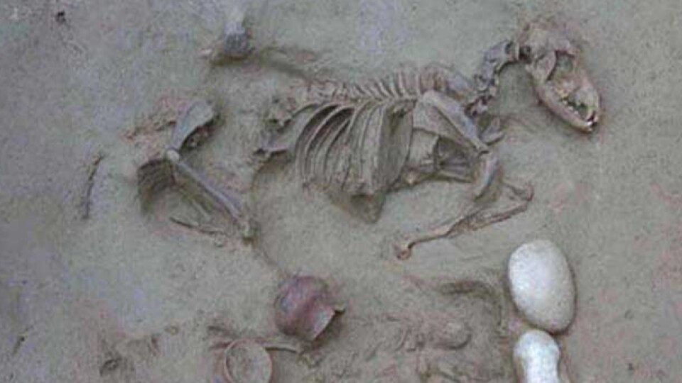 Paléogénétique et isotopes : de nouvelles découvertes archéologiques