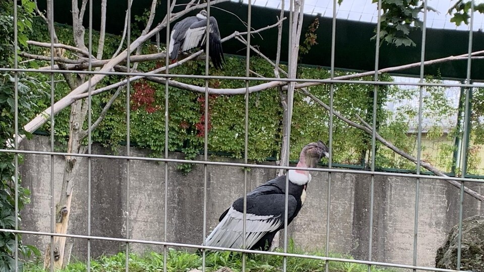 Assurer la survie de l’espèce, un oisillon à la fois