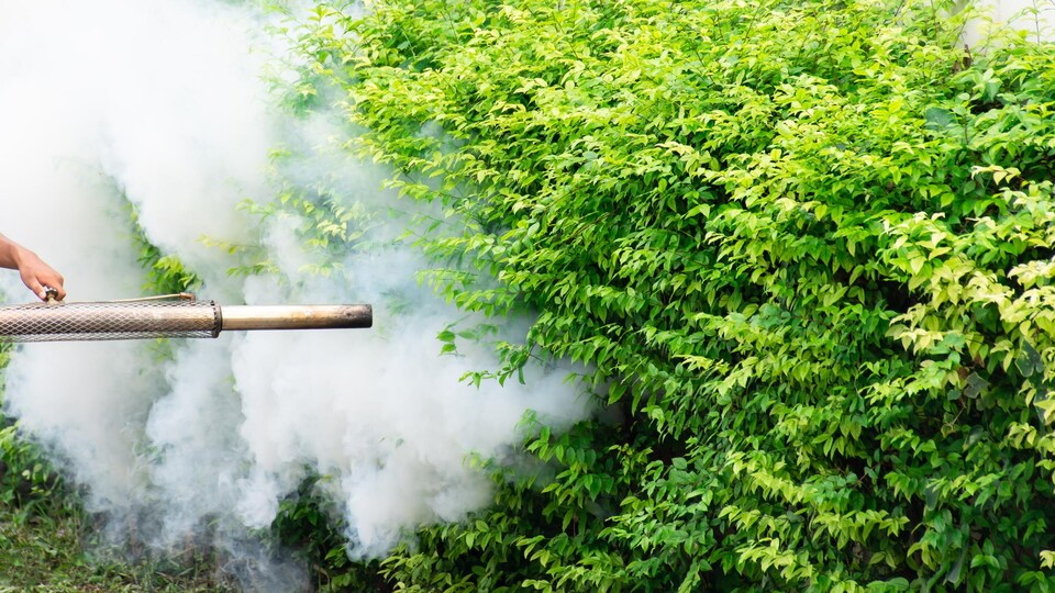 DDT : des effets intergénérationnels transmis par les pères