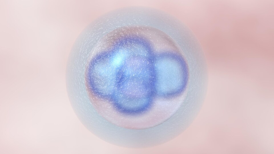 Qu'est-ce qu'un embryon?