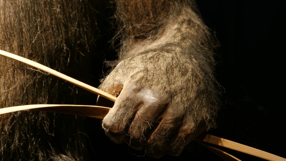 Dans quel environnement les hominines vivaient-ils?