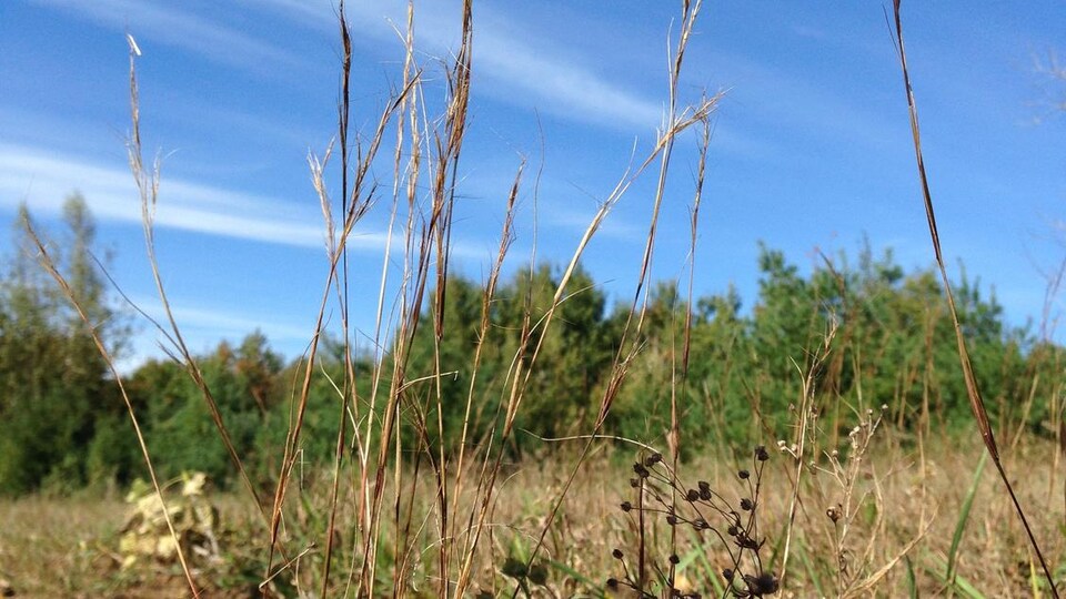 Abattre 1,3 hectare de pins rouges pour assurer la survie d’une plante ...