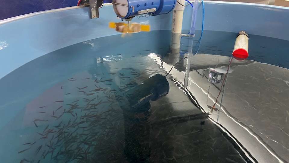 Faire l’élevage de poissons en ville