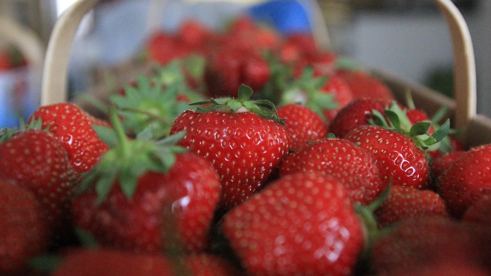 Légumes, fraises et poissons en production à Montréal
