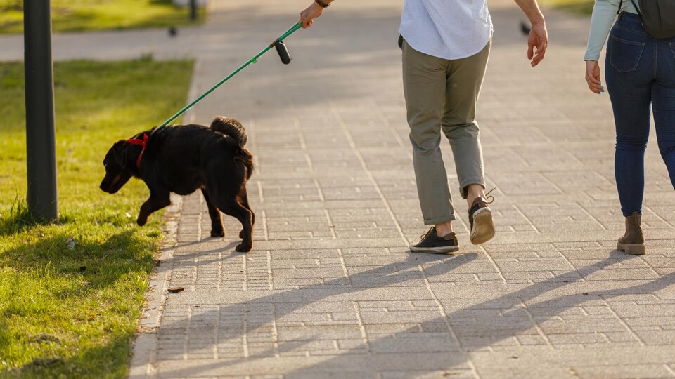 Quelle est la responsabilité civile des propriétaires de chiens?