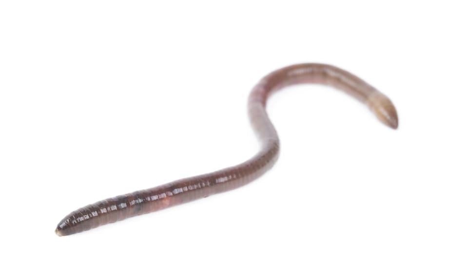 Comment un ver peut-il se rendre jusqu’au cerveau humain pour y vivre?