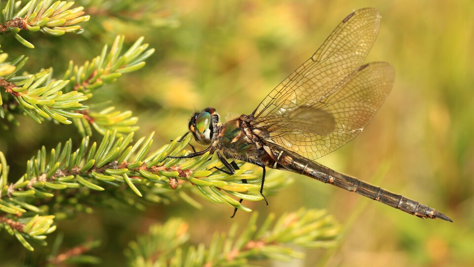 Le cycle de vie des insectes, entre transformation et métamorphose