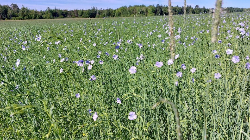 Du lin cultivé à Cocagne