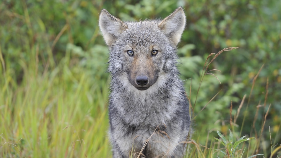 La chaleur dans le Nord-du-Québec accable la faune et la flore
