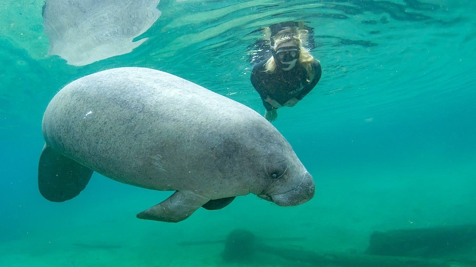 Nager avec des lamantins en Floride