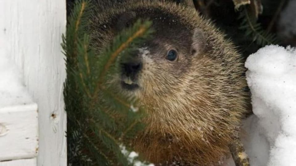 Comprendre la marmotte