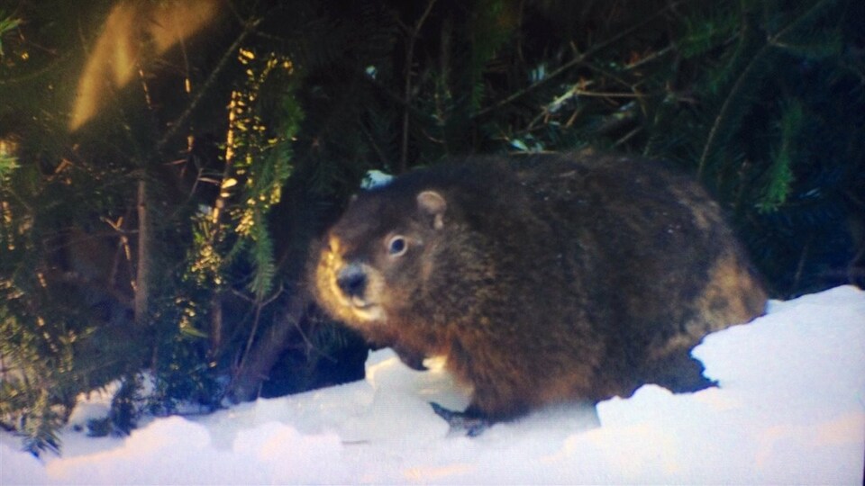 Les animaux nord-côtiers l'hiver
