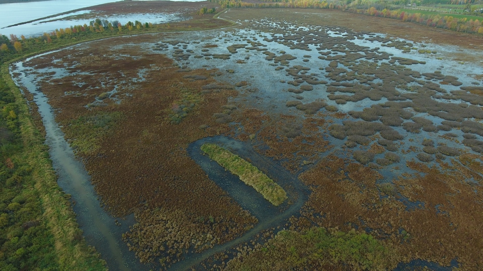 L’importance de préserver les milieux humides