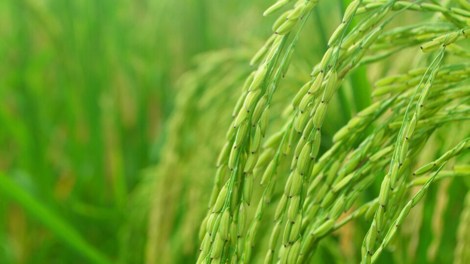 Comment le système immunitaire des plantes peut aider l’agriculture