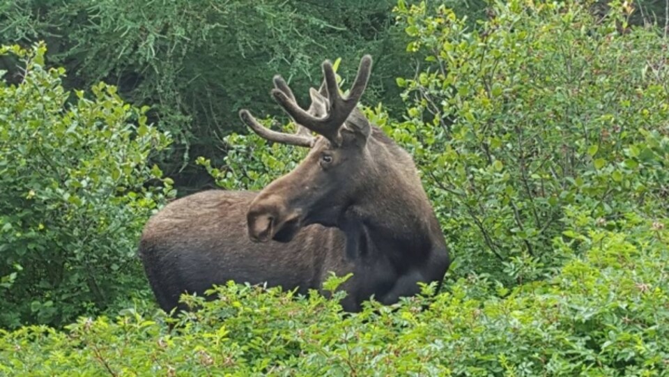 Chasse à l'orignal dans la Réserve faunique des Laurentides