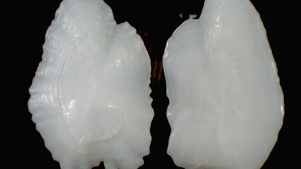 Suivre les flétans par la chimie de leurs... oreilles