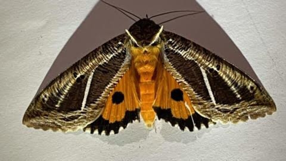 Un papillon originaire de l'Amérique du sud en visite à Cap-Chat