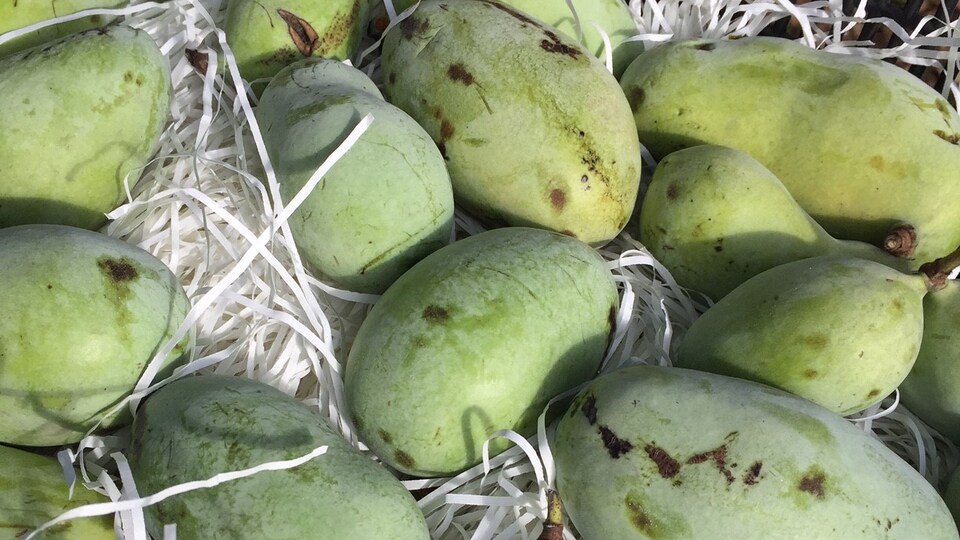 Le pawpaw : fruit ontarien, saveur tropicale