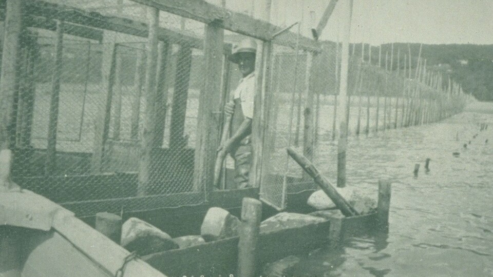 La pêche à l'anguille en vedette