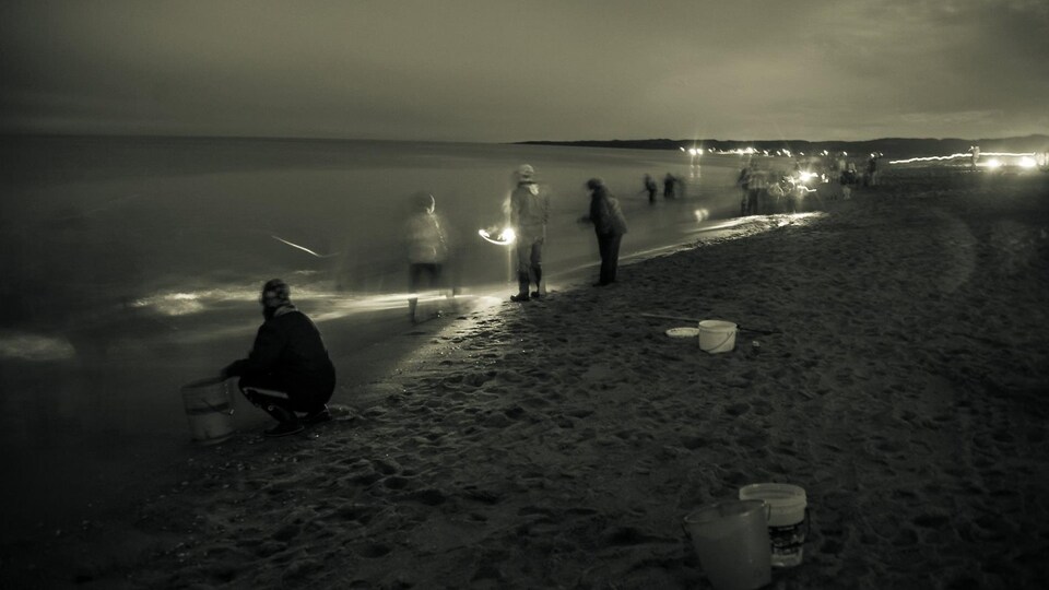 Le capelan a commencé à rouler sur la Côte-Nord