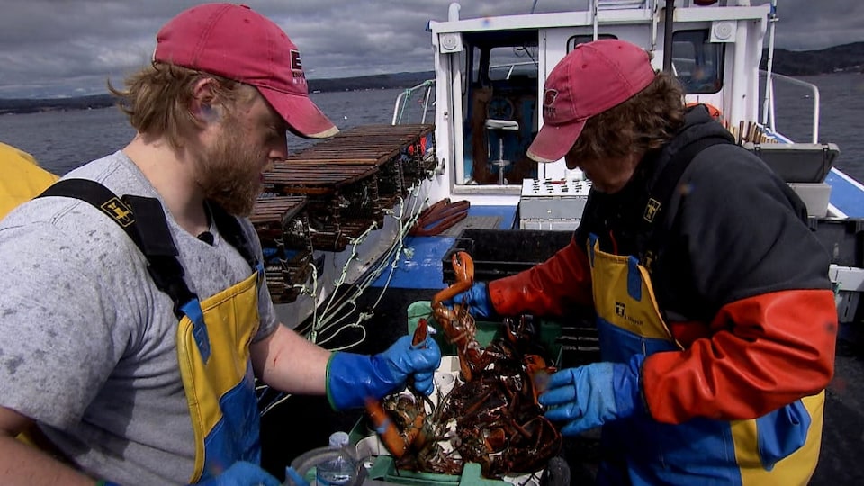 Les pêcheurs de homard soumis aux mêmes limites que les crabiers
