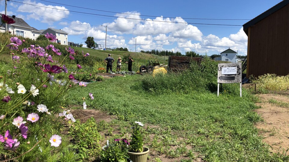 Les deux pieds dans les fleurs et le potager à L’Île Michon