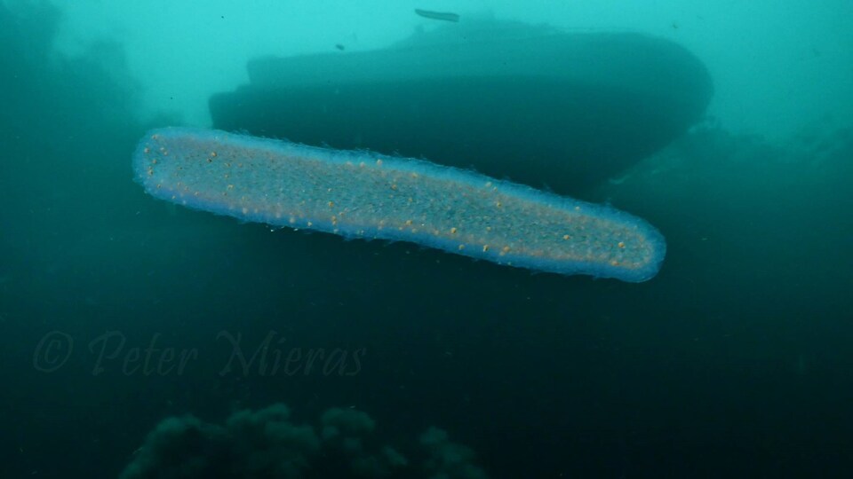 Des pyrozomes voyagent des eaux tropicales à la C.-B.