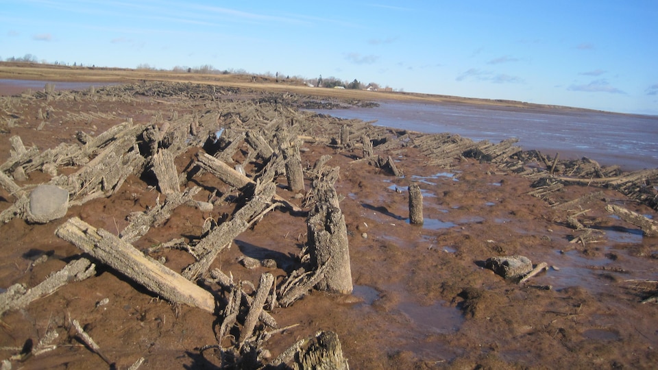 Découverte d’un immense aboiteau acadien en Nouvelle-Écosse