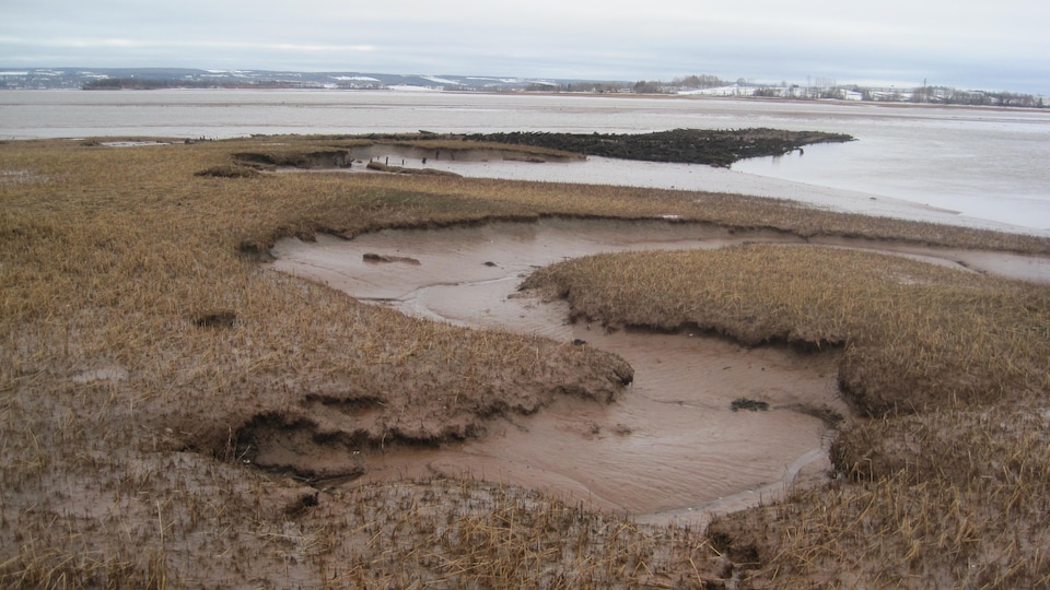 Découverte d’un immense aboiteau acadien en Nouvelle-Écosse