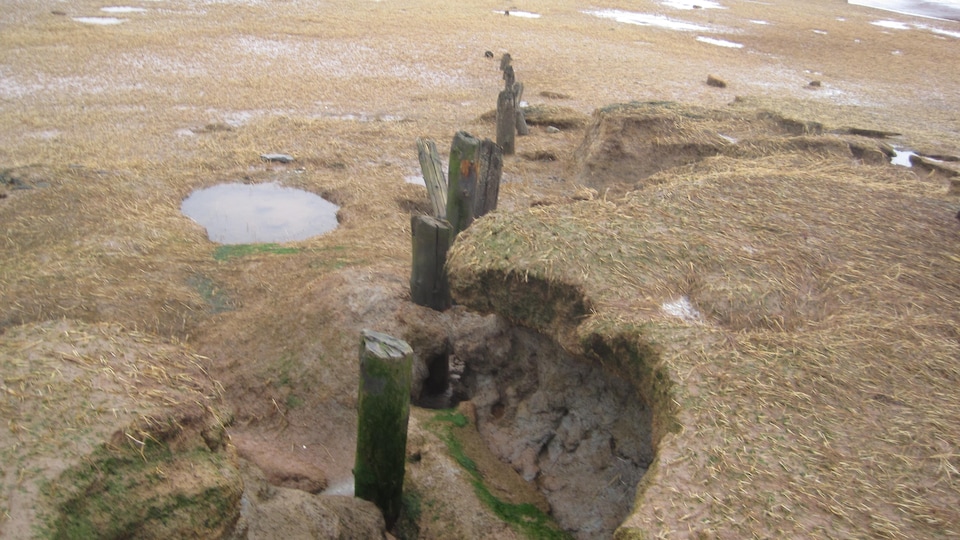 Découverte d’un immense aboiteau acadien en Nouvelle-Écosse