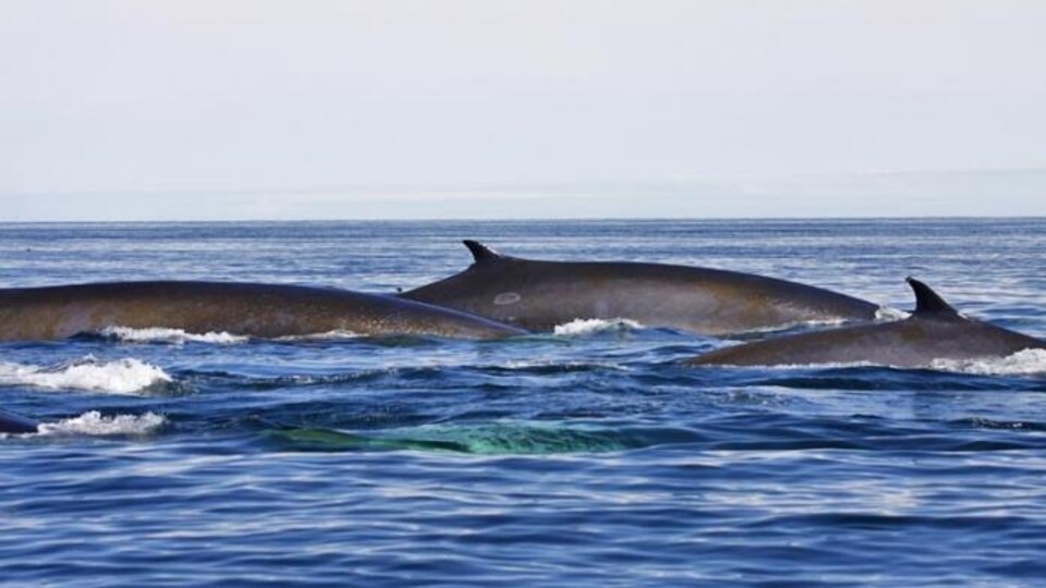 Davantage de rorquals pris dans des engins de pêche selon une étude