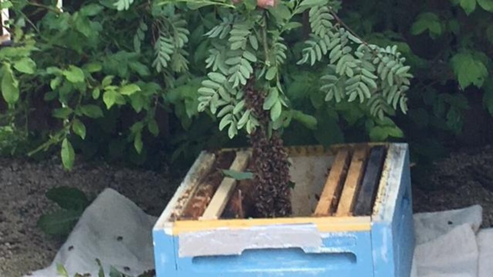 Les essaims d'abeilles : un phénomène naturel