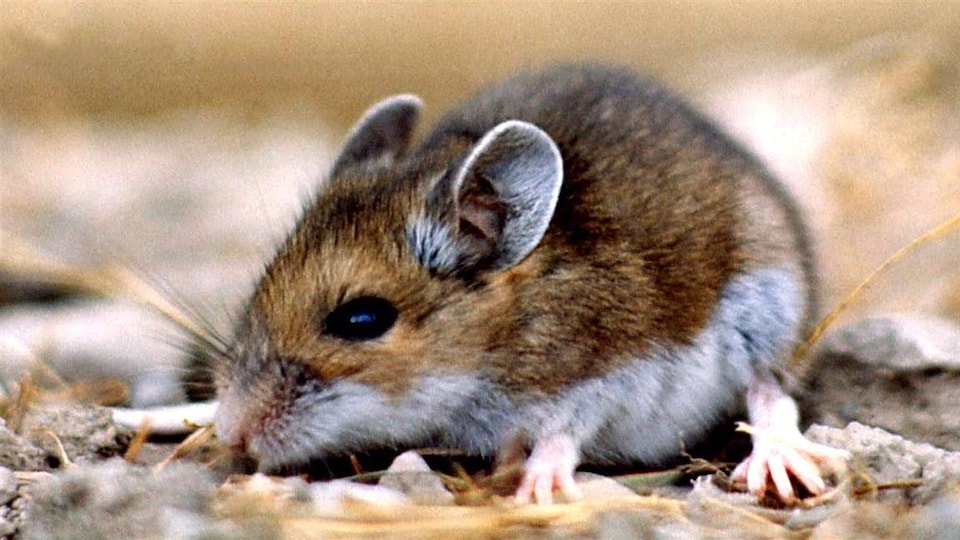 Segment animalier - La souris sylvestre