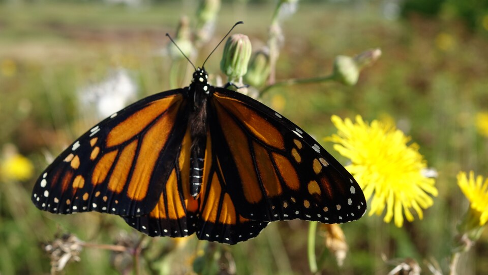 L'avenir du papillon monarque toujours menacé