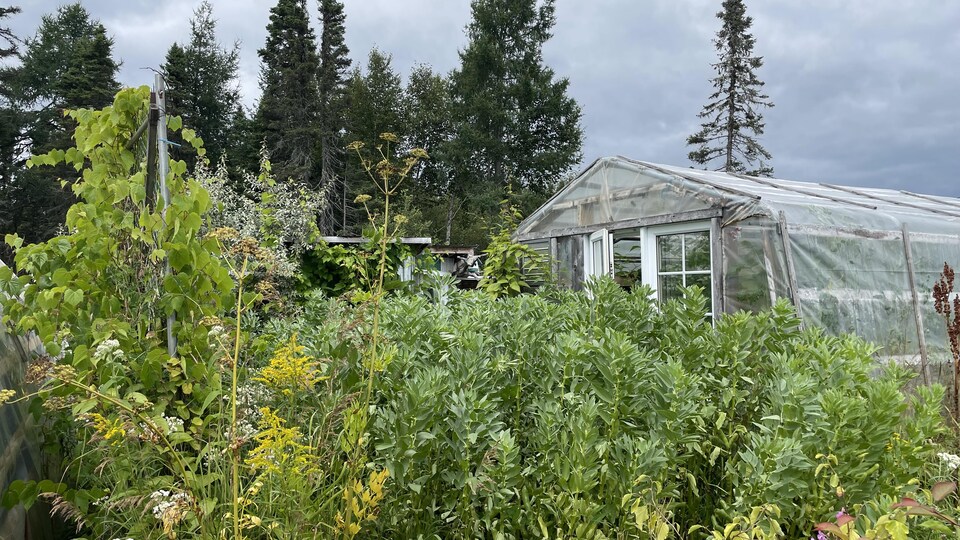 Un homme et son verger